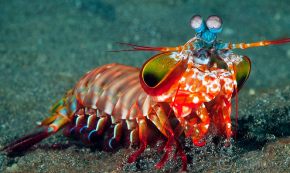 Pets & Co: La crevette qui voit les cancers