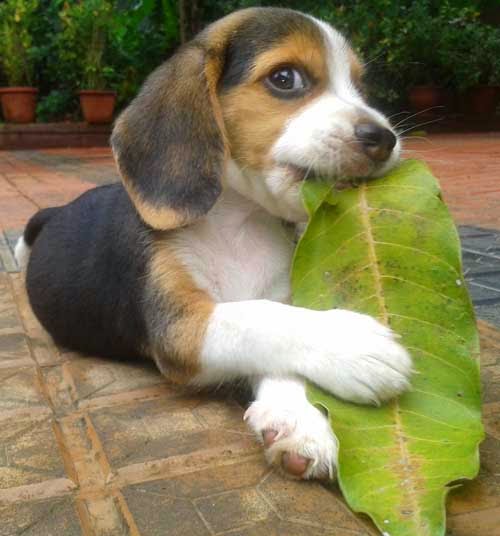 The Canine's Guide to Nurturing Humanity #1000Speak