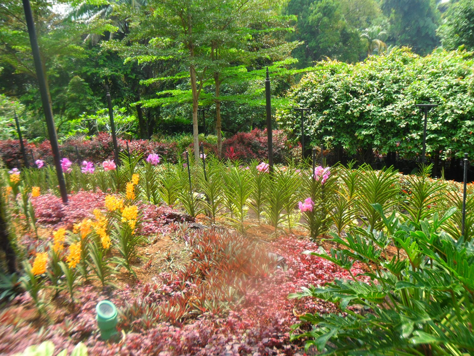 Kolay Gezi, Vizesiz Yerler: Singapur Orkide Bahçeleri, Botanik Bahçe
