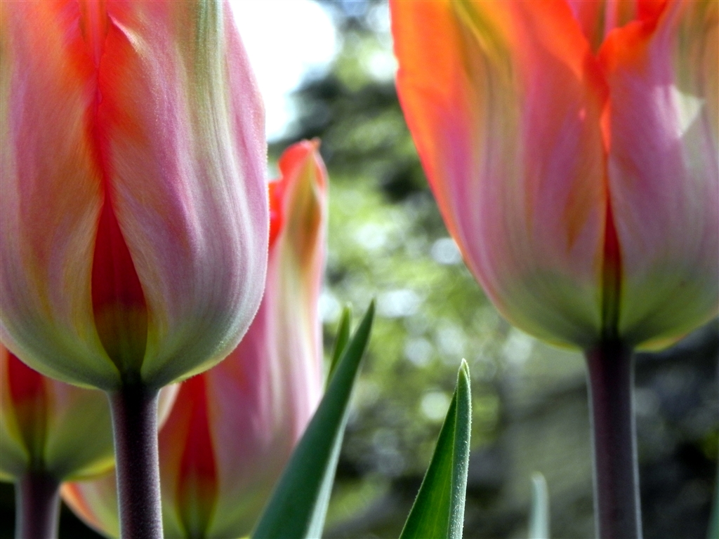 Power of the Flower: Tulips blood in the garden toay.
