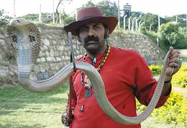 Snake Shyam : Snake Enthusiast, Wildlife Conservationist & Lecturer ...