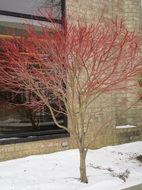 Outside Now: Red Branches in Winter