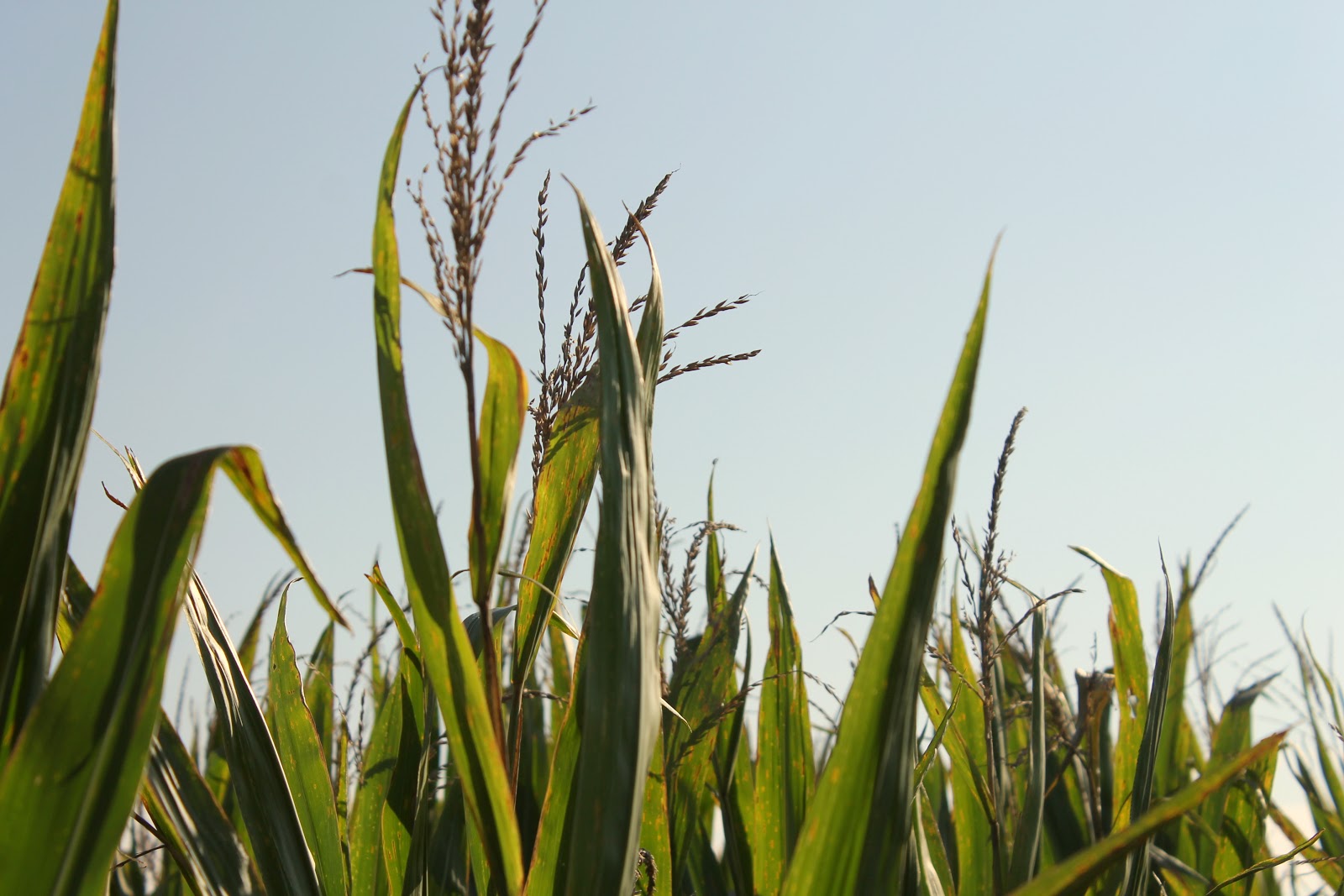 Arrows Sent Forth: Hackman's Farm Market