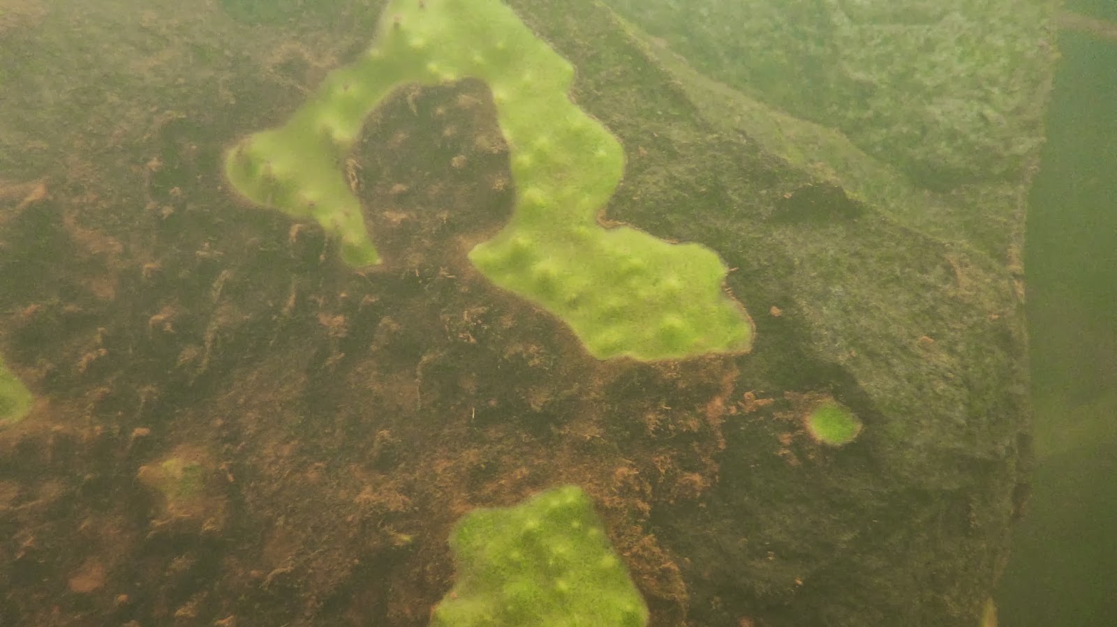 Distribuição de Esponjas Continentais no Baixo Curso do Rio da Bulha