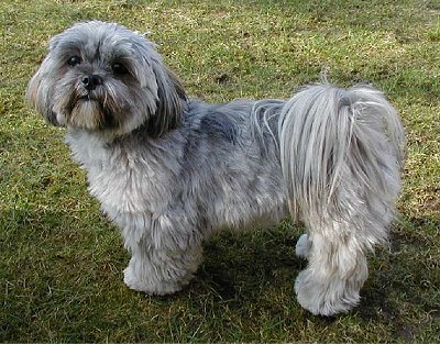 Cães & Cães: Lhasa Apso - 06
