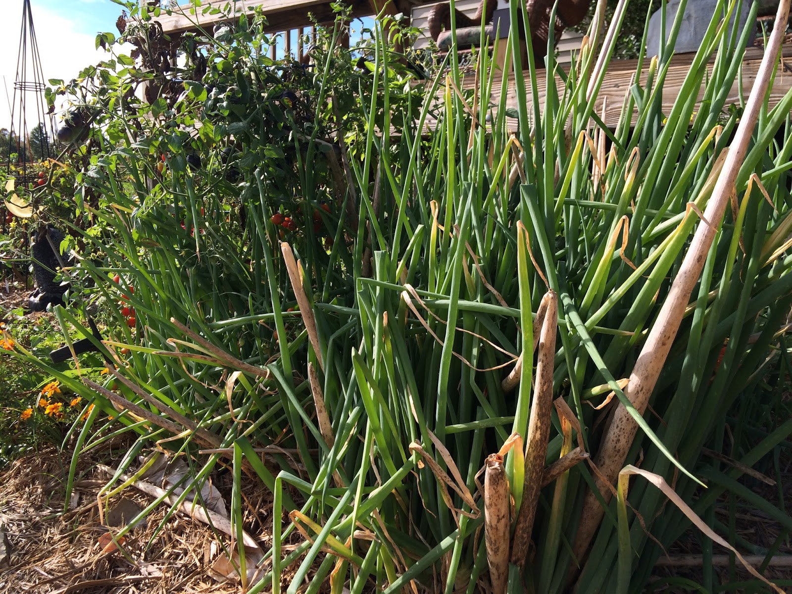 Victory Garden on the Golf Course: Egyptian walking onions