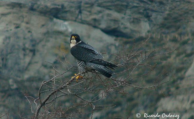 Fauna Patagonia: Halcón Peregrino (Falco peregrinus)