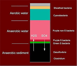 Group 1 Bioprojects: The Gradients Explained