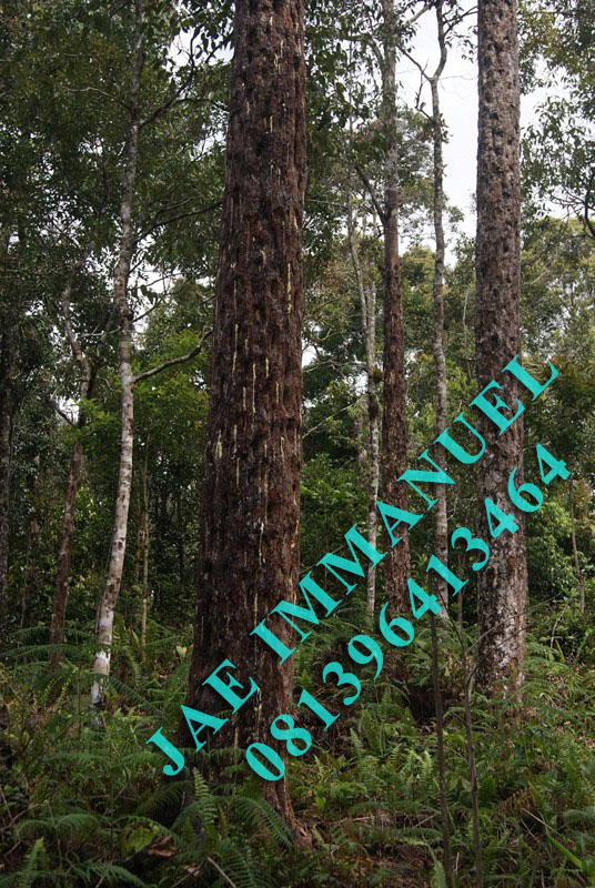 Menjual dan Menanam Pohon Kemenyan Doloksanggul : 2016