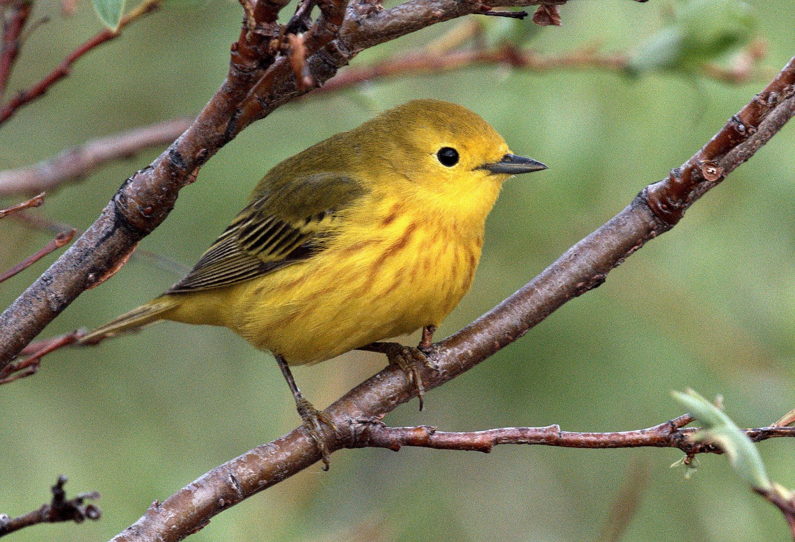 clearlyconfused: Alaska Bird Photo Adventure