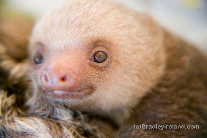 White Wolf : Sanctuary in Costa Rica rehabilitates injured and orphaned ...
