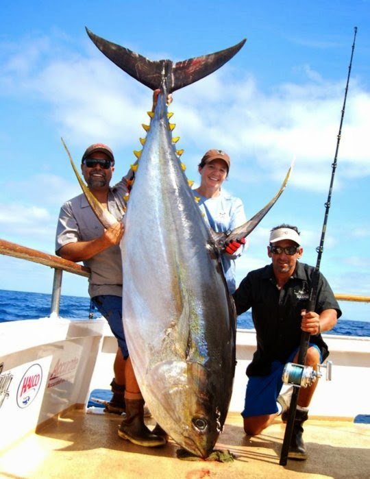 Big Fishes Of The World YELLOWFIN TUNA Page 2 big-fishes-of-the-world-yellowfin-tuna-page-2