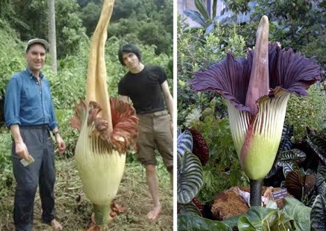 Bunga Raksasa Rafflesia arnoldii dan Amorphpophallus titanium | MTsN ...
