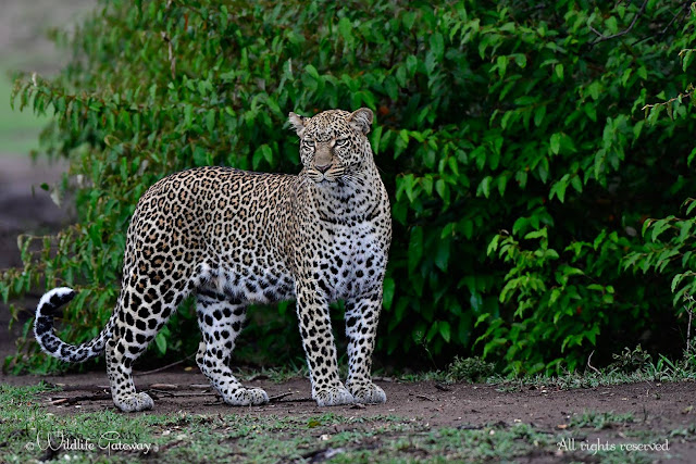 WILDLIFE GATEWAY: Léopard