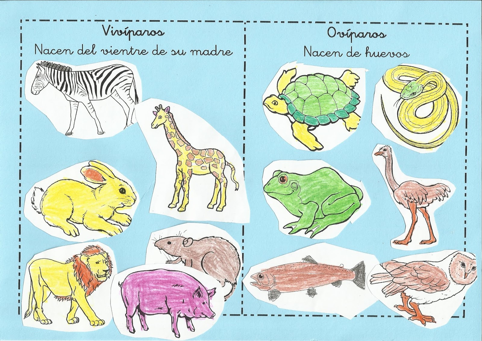 Oviparos Y Viviparos