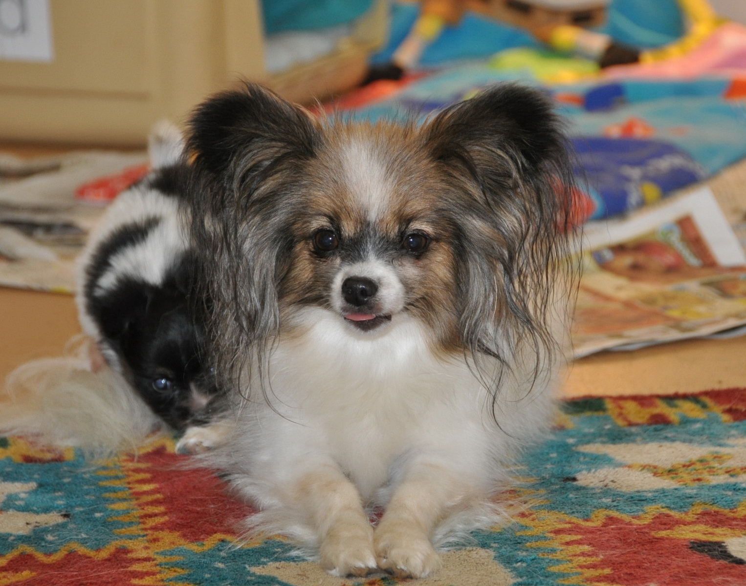 Road's End Papillons : 4.5 week old Papillon Puppies