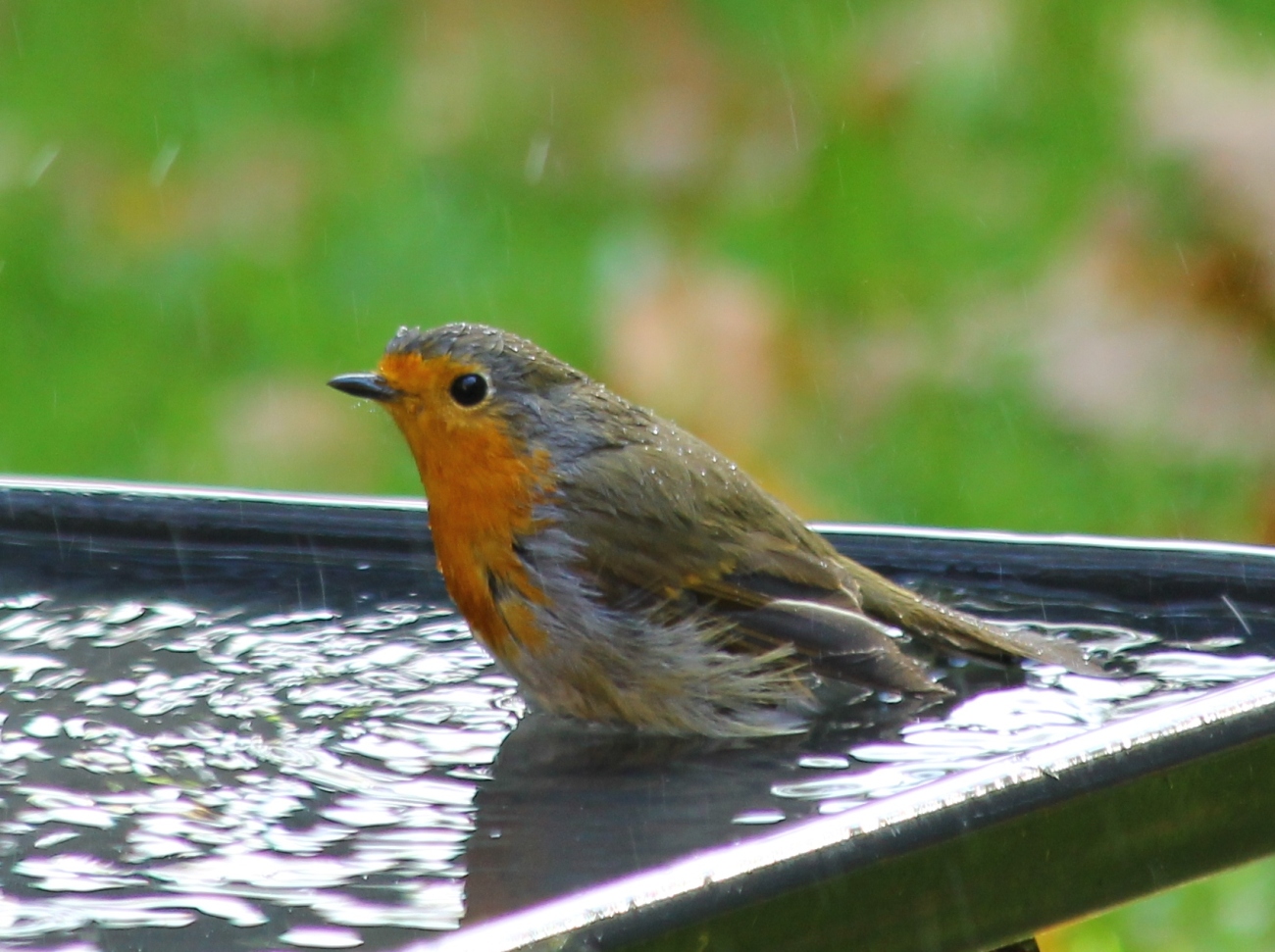 Przyrodnicze obserwacje : Mały rudy ptaszek - Rudzik (81)