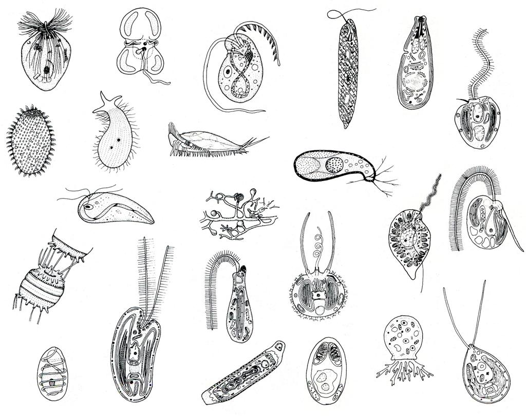 Bioloģiskā daudzveidība: Oto Leons,Dace Goldmane 10.b