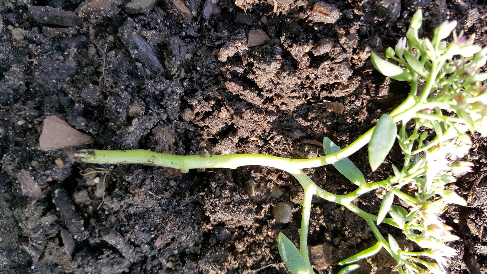 Gear Acres at Top of the Hill: Rooting Broken Sedum Stems