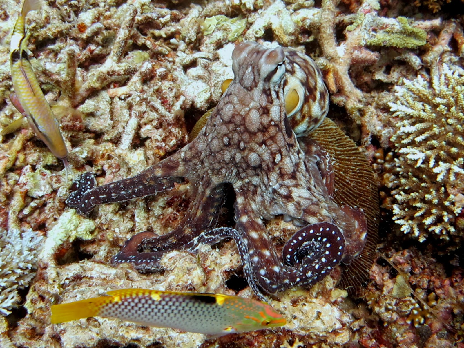 Sea Slug and the Turtle: August 2014