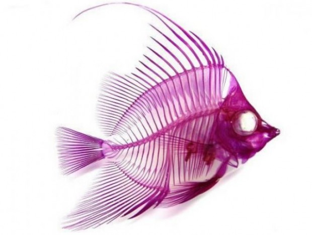 Cool Pictures: Top 30 cool Funny fish wallpaper gallery collection