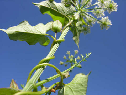 Tipos de tallos- Descripción de la morfología de la planta.