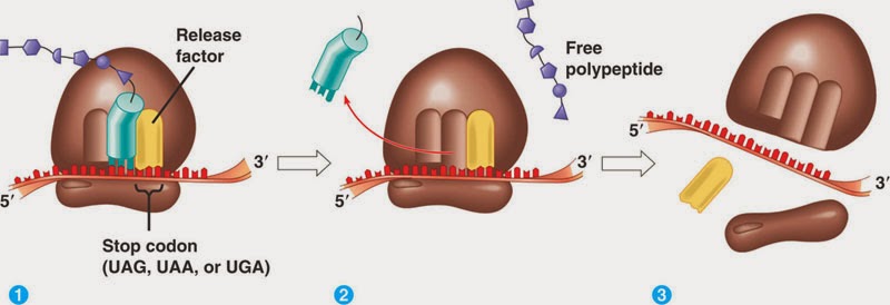Grade 12 Biology Blog: DNA Translation