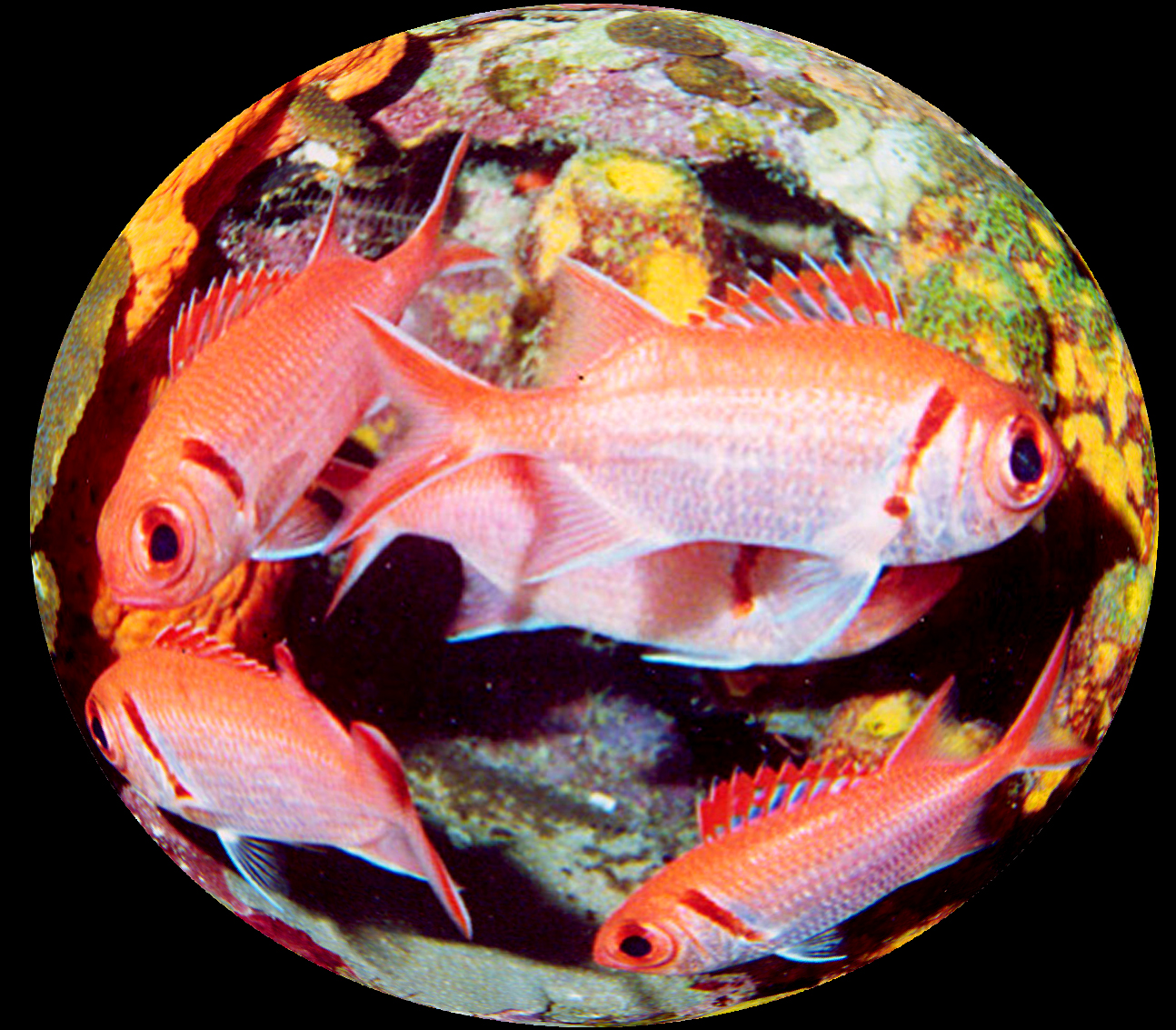 FISHEYE FOR THE PHOTO GUY: A Little Fish Eye in the Fish Eye