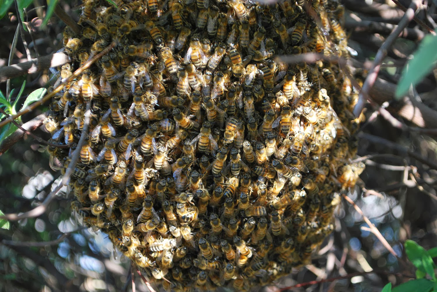 The Scratching Post: Bee Ball