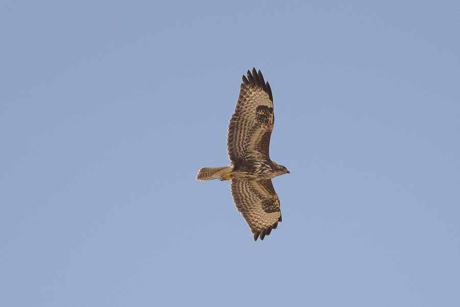 Birds of Saudi Arabia: Steppe/Common Buzzard – Phil’s Fields
