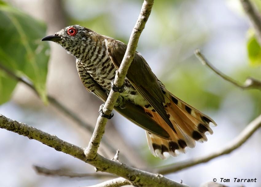 Tierra de cucos, cuclillos, críalos, turacos: Cuclillo menudo ...