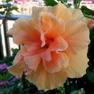 El cuidado de las plantas y el jardin- Sandra Gómez-: Hibiscus//Rosa ...