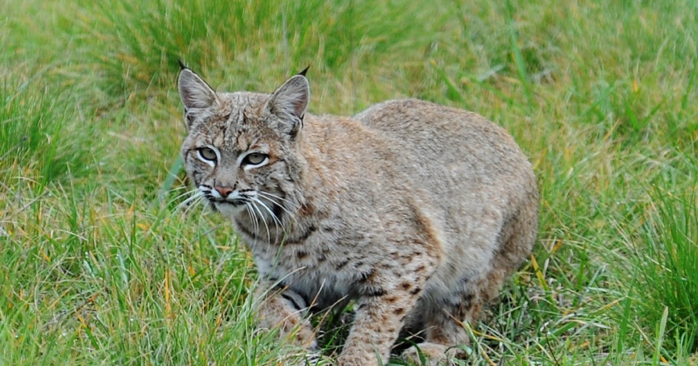 Mendonoma Sightings: The cat with the tufted ears - a Bobcat as ...