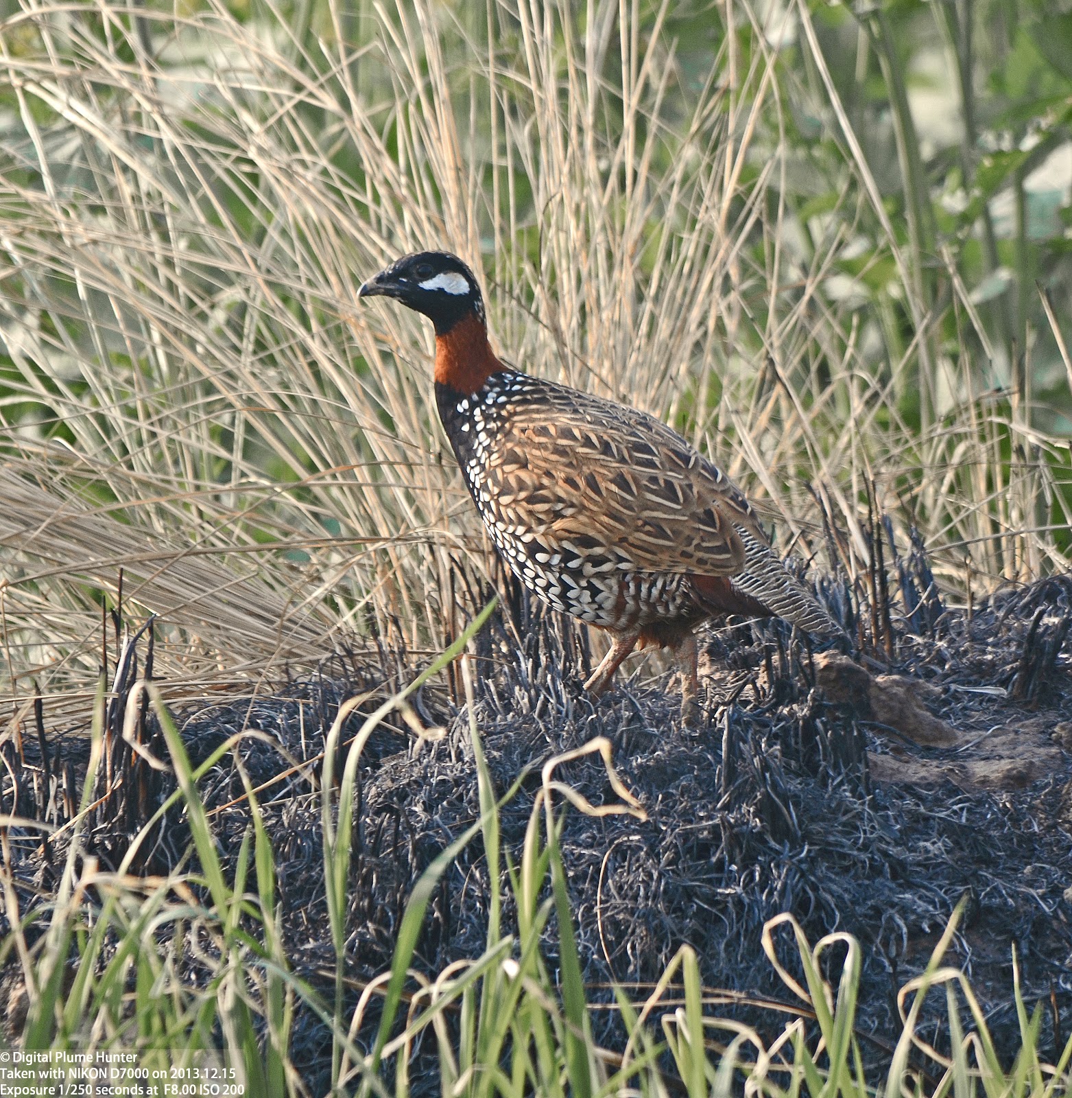 Hunting Digital Plumes in the US and Beyond: Birding the Extraordinary ...