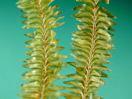 Flora de Puerto Rico Ilustrada Papo Vives: HEPATICA FOLIOSA PLAGIOCHILA ...