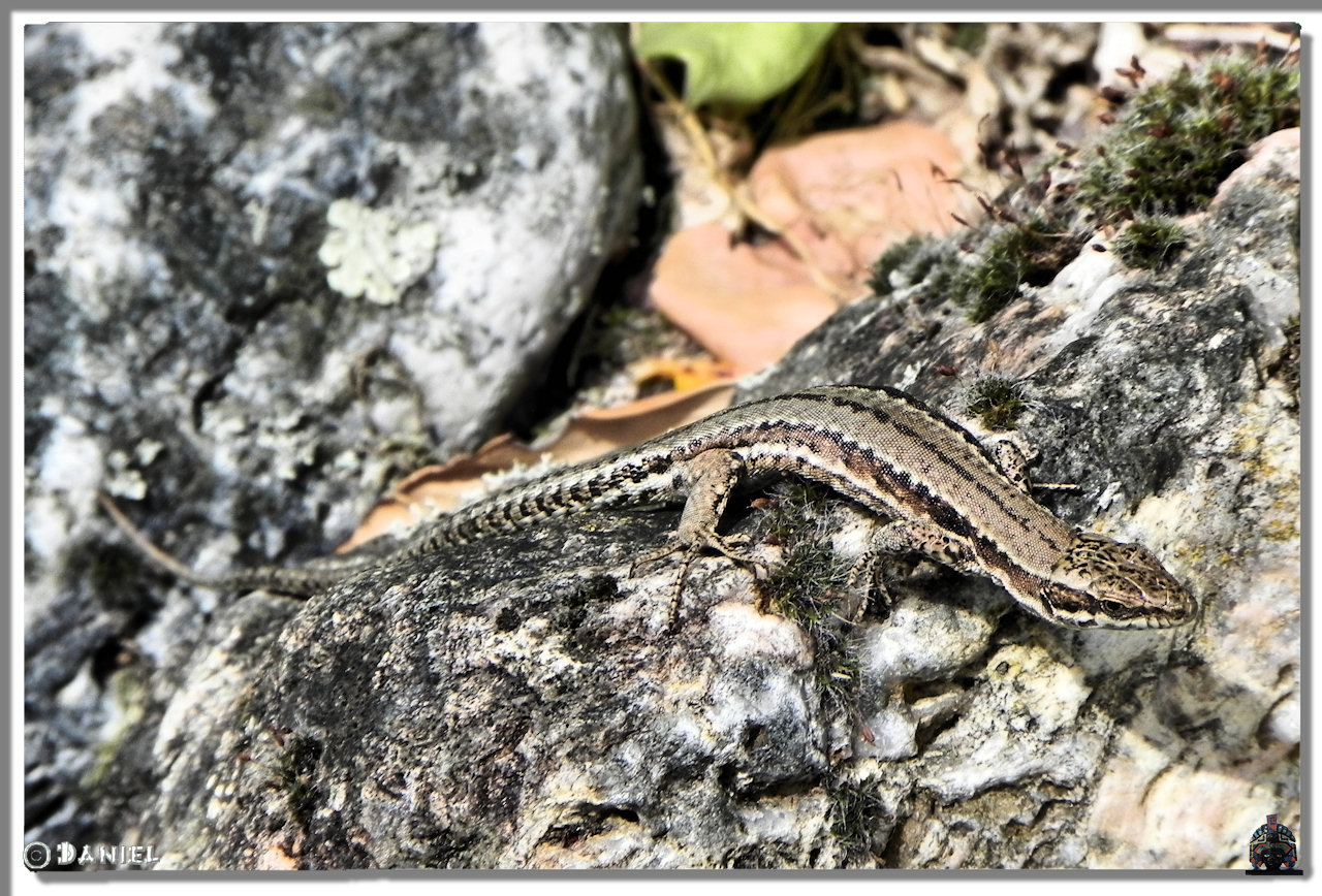 Chez Madeleine: Saurien