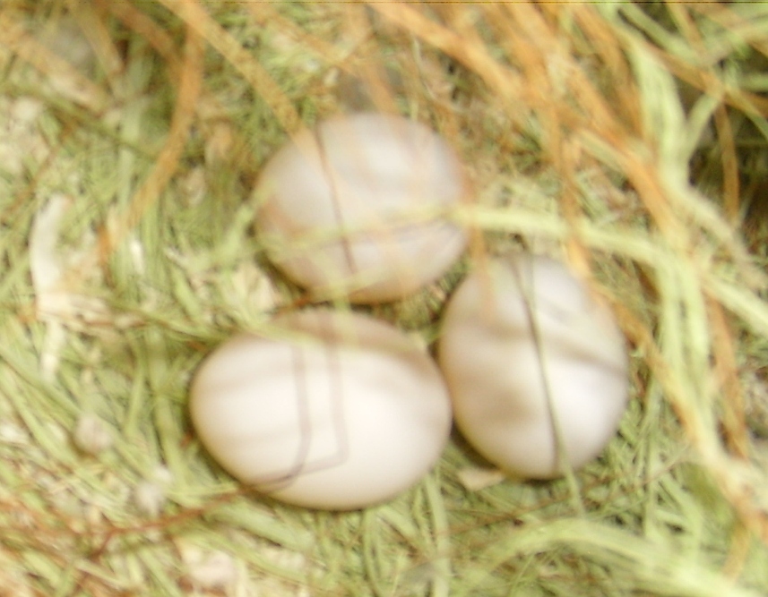 La consulta de Dr. Moppi: Mi pájaro está solo y ha puesto un huevo.