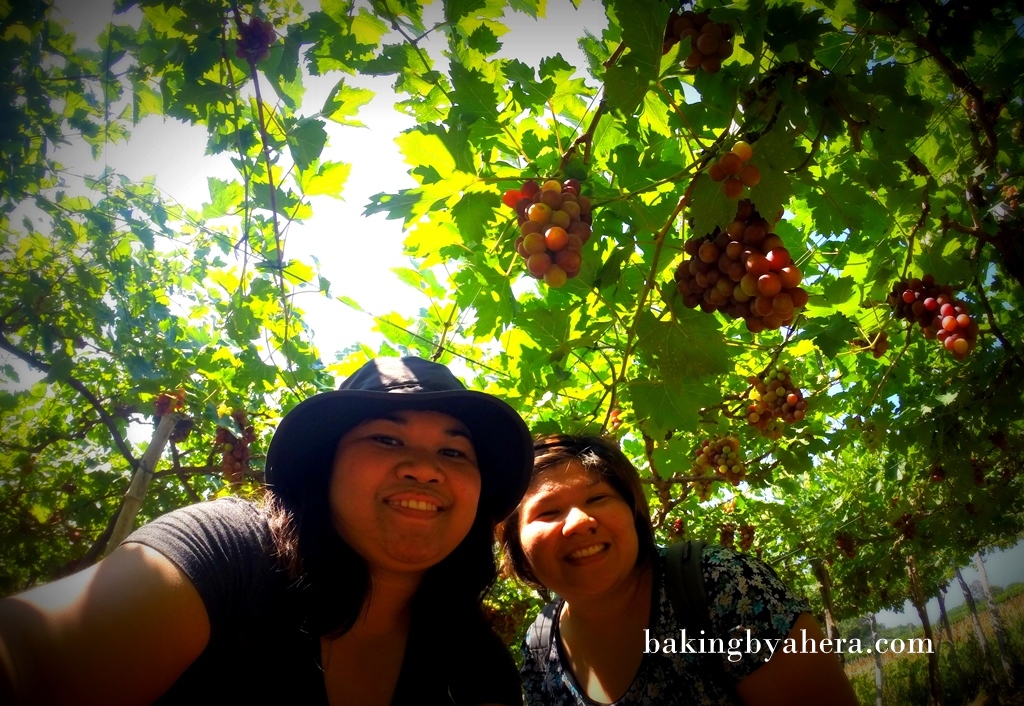 [LA UNION] GAPUZ Grapes Farm, can't believe there is a vineyard in the ...