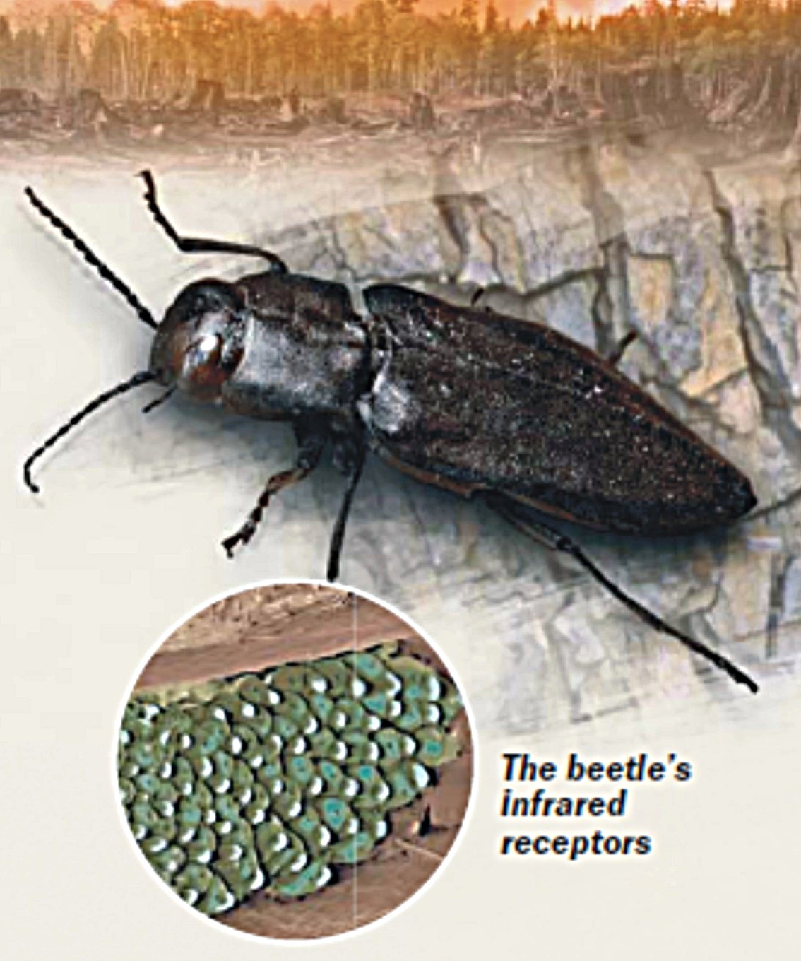 The Wonder of Creation: The Sensors of the Black Fire Beetle