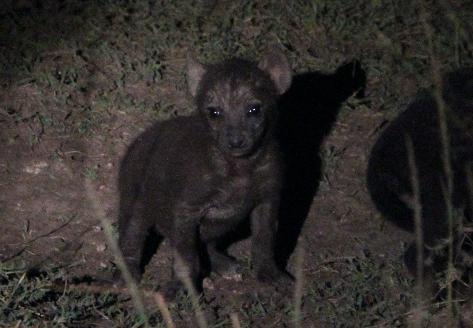 Black Hyena