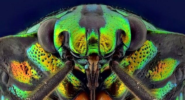 Farandula Digital ├: Fascinantes fotografías de caras de insectos