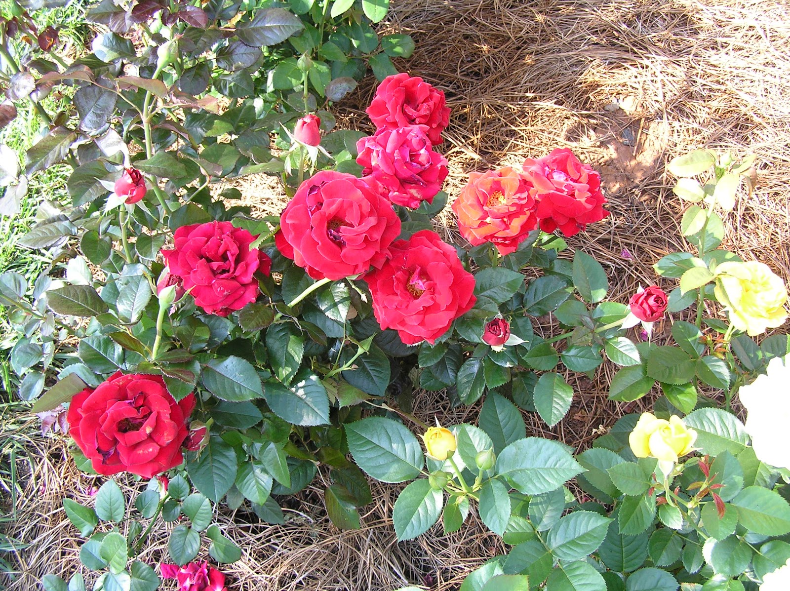Images from our Life: Rose Garden, Summer 2012