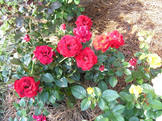 Images from our Life: Rose Garden, Summer 2012
