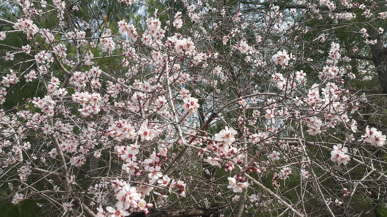 VAROVA VE ORGANİK UYGULAMALAR