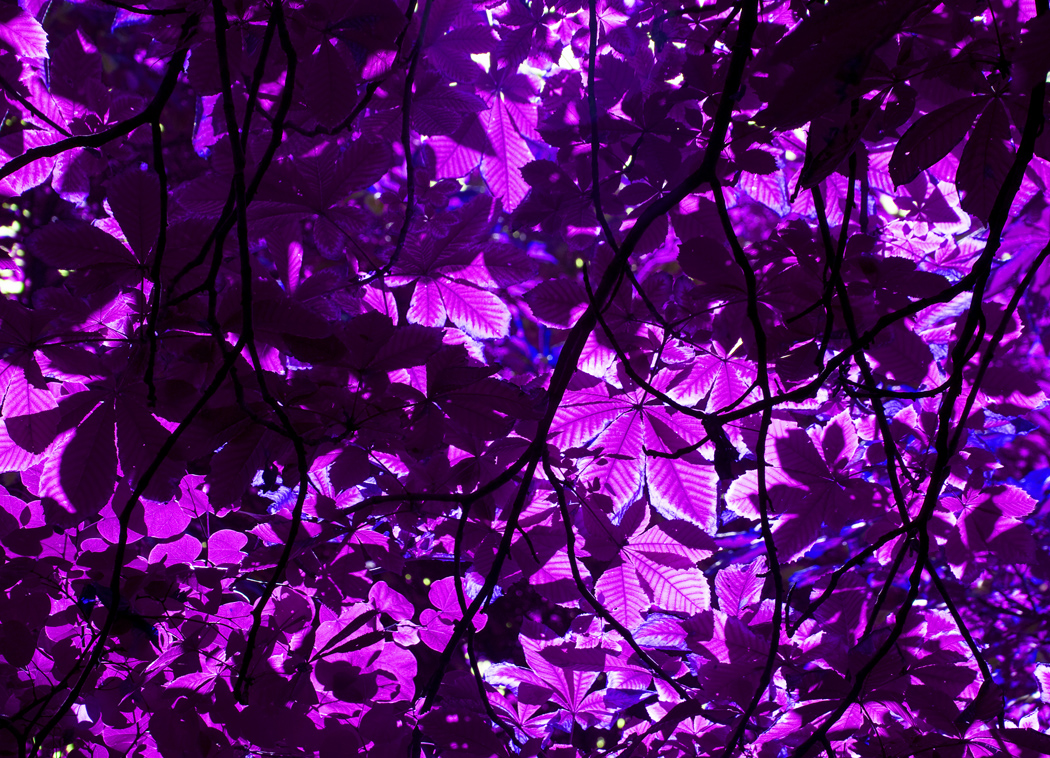 Cómo las hice: Hojas moradas