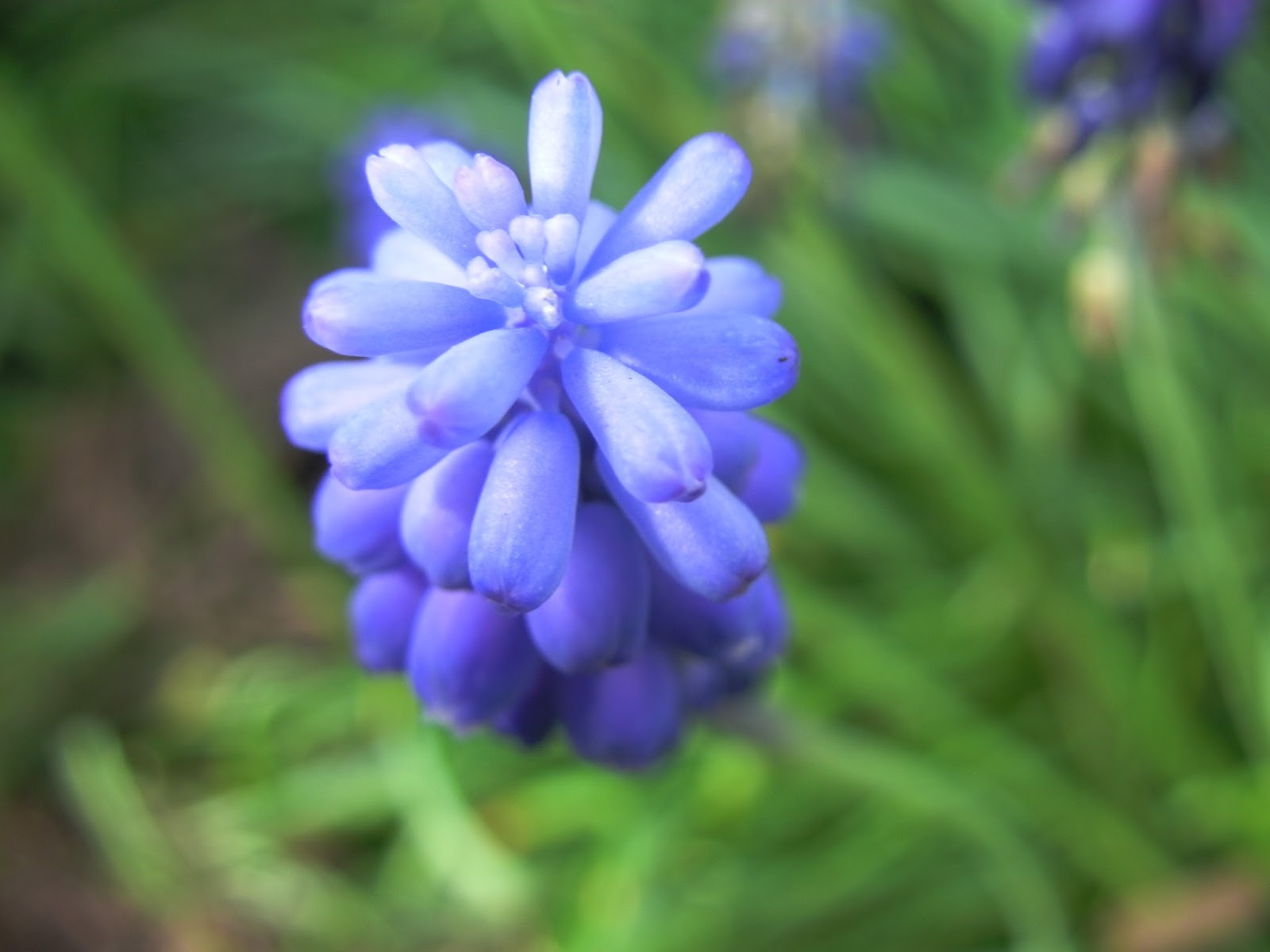 Some Creative Commons pictures I took