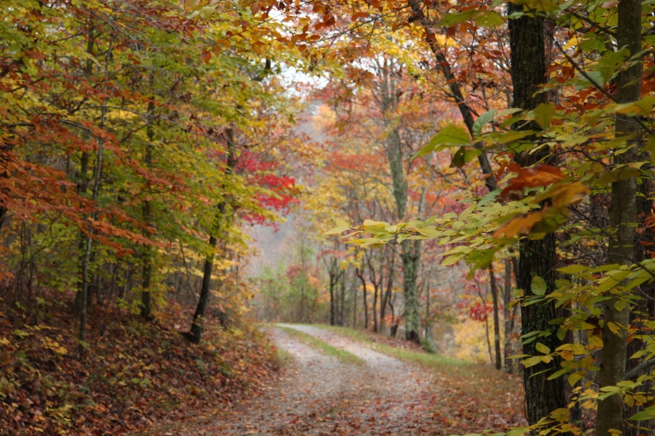 Kentucky Fall Foliage Forest