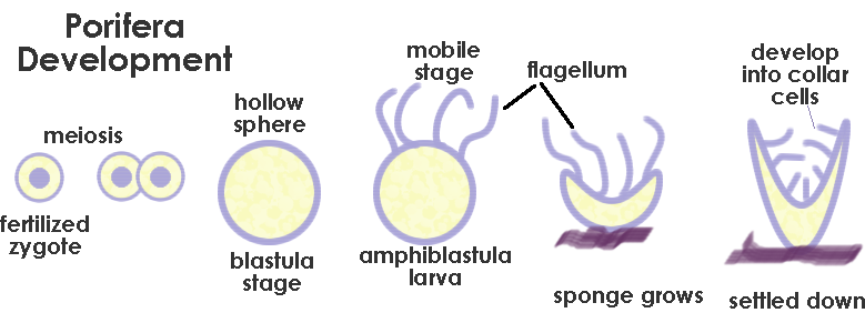 The Invertebrate: What are Sponges? What are Glass Sponges ...