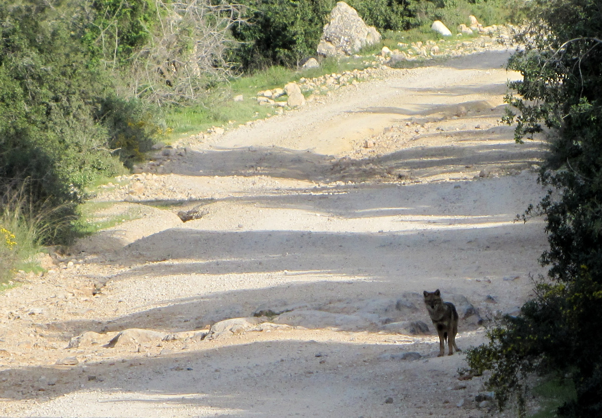 Juudean jupinoita: Shakaali ja kurkia