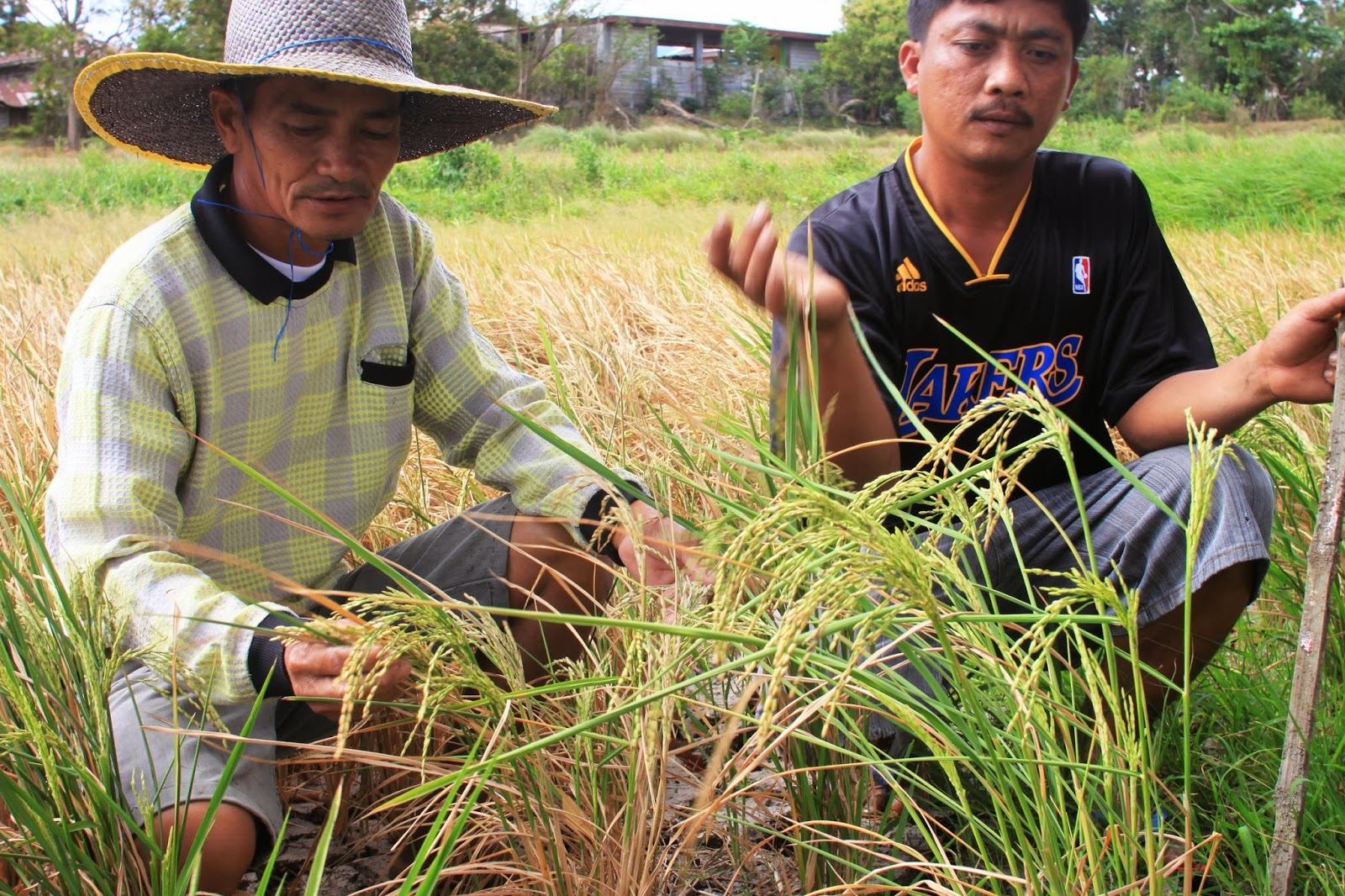 AGRICULTURE: Ekta-ektaryang bukirin sa Bulacan natutuyo